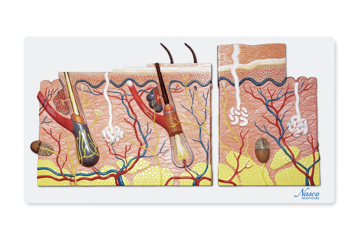 Skin Section Model, 40X Enlarged – Nasco Healthcare