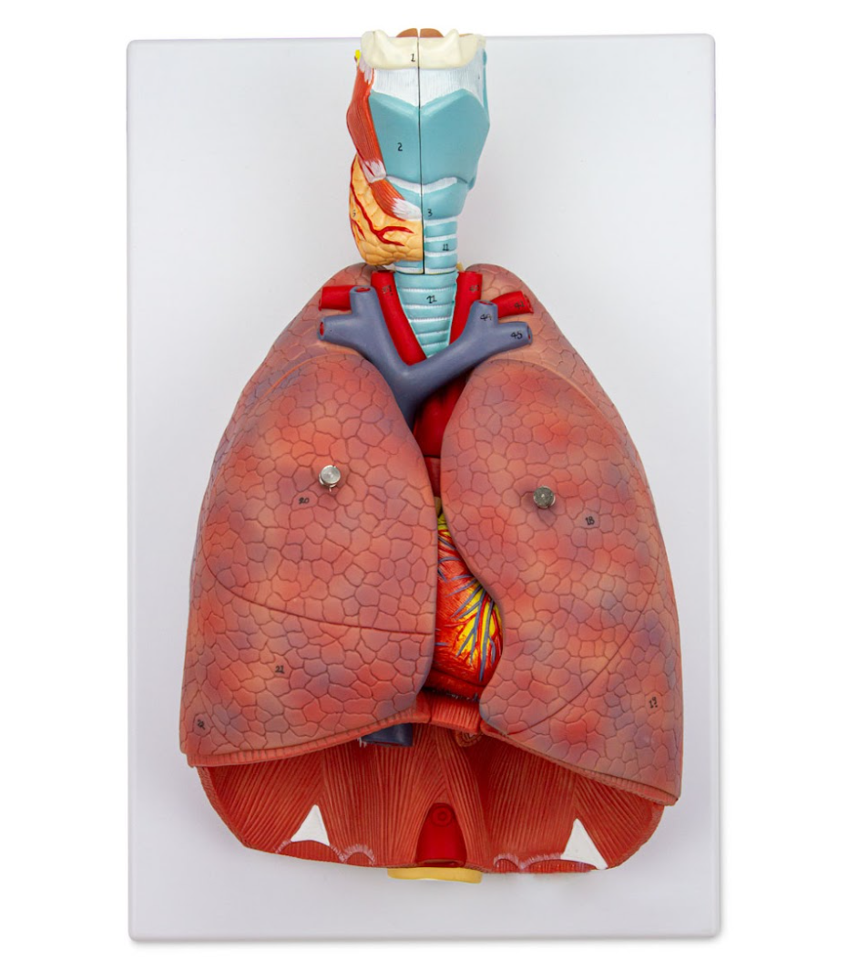 Modèle de Poumons avec Larynx, 7 pièces [SKU : MG30888] – Nasco Healthcare