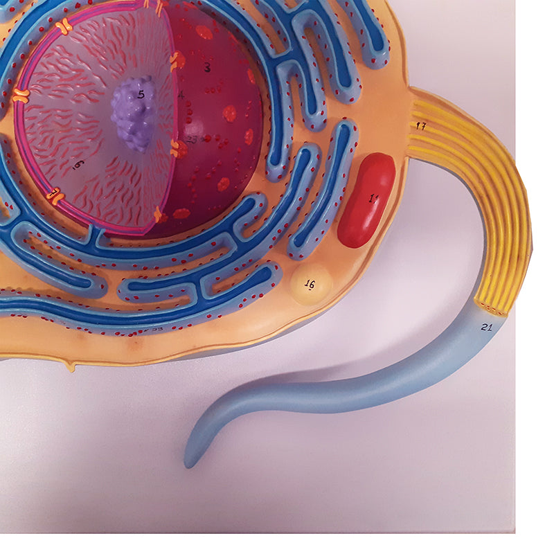 Animal Cell Model, 13,000X Enlarged [SKU: MG6410] – Nasco Healthcare