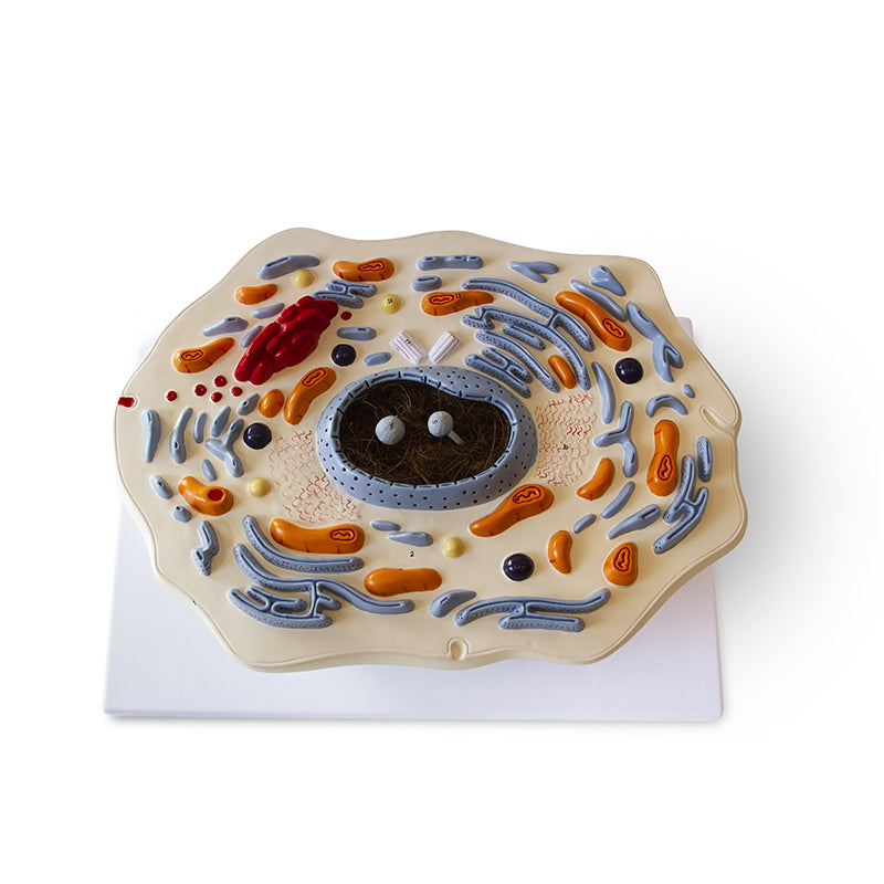Animal Cell Model, 20,000X Enlarged [SKU: MG21698] – Nasco Healthcare