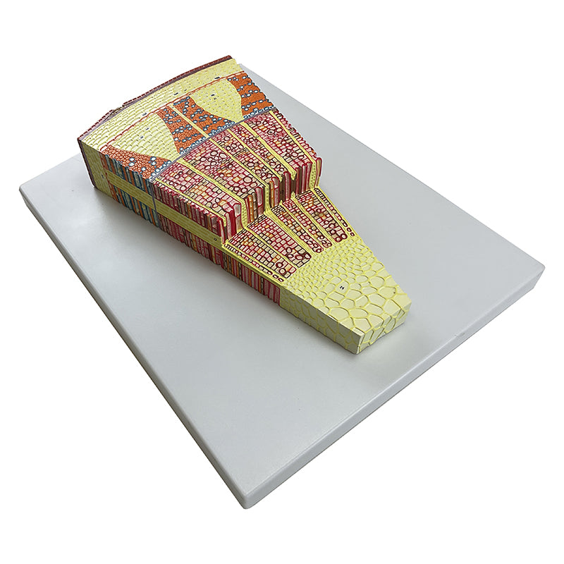 Tree Stem Section Model, 300X Enlarged [SKU: MG17217] – Nasco Healthcare