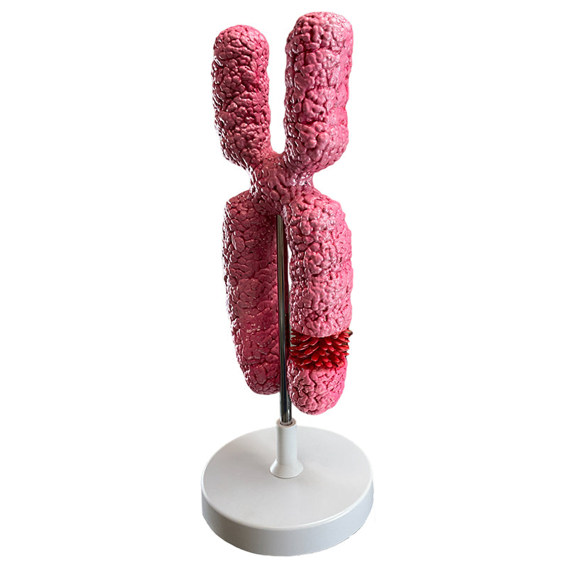 Chromosome Model, 10,000X Enlarged [SKU: MG7455] – Nasco Healthcare