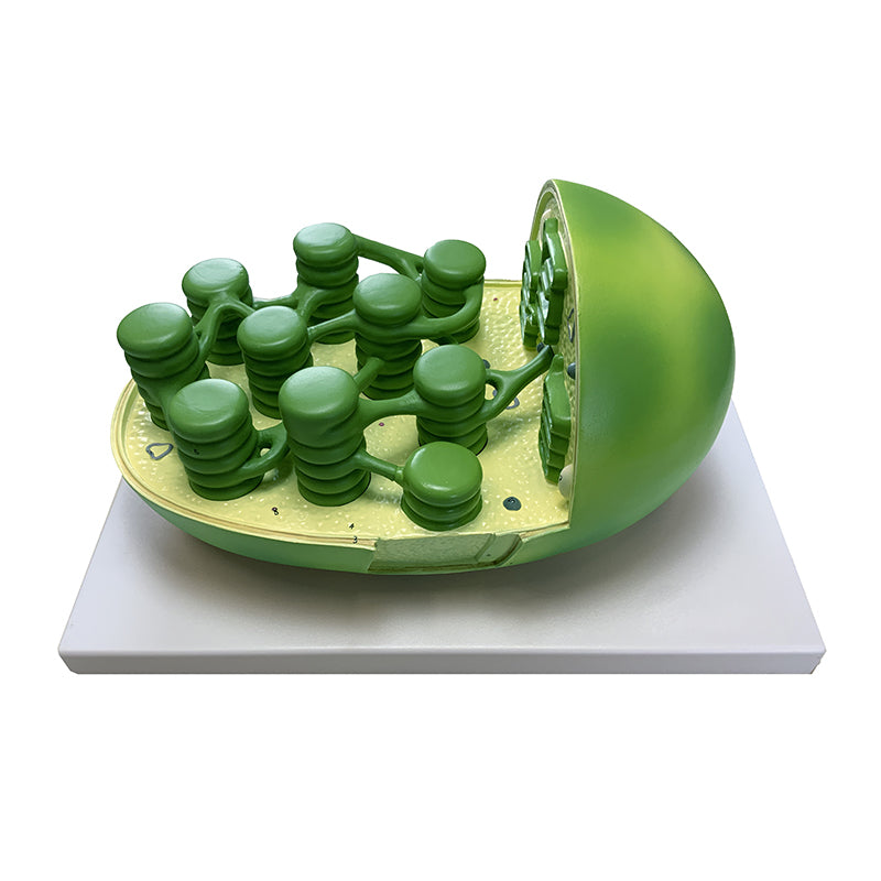 Chloroplast Model, Enlarged [SKU: MG6962] – Nasco Healthcare