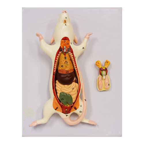 Mouse Anatomy Model, 6-Parts [SKU: MG20114] – Nasco Healthcare