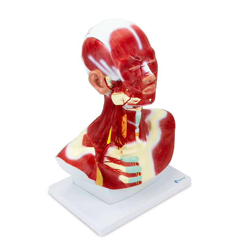 Head and Neck Muscles Model [SKU: MG29873] – Nasco Healthcare