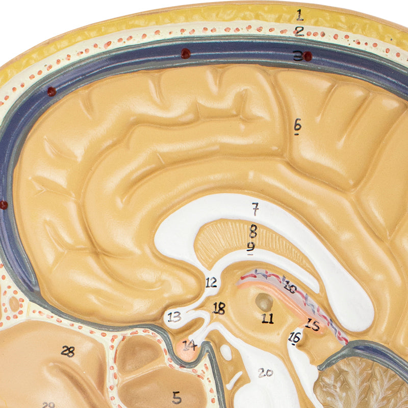 Head Lateral Section Model [SKU: MG31109] – Nasco Healthcare