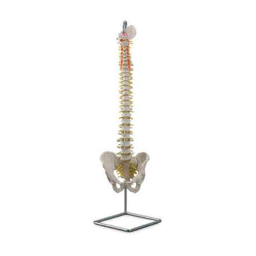 Deluxe Flexible Spine Model with Removable Sacrum and Coccyx [SKU: MG2 ...