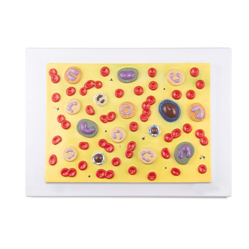 Blood Cell Model, 2,000X Enlarged [SKU: MG21702] – Nasco Healthcare