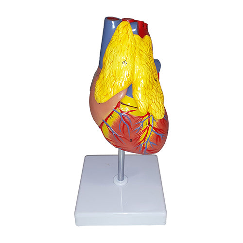 Classic Heart Model with Thymus [SKU: MG22277] – Nasco Healthcare