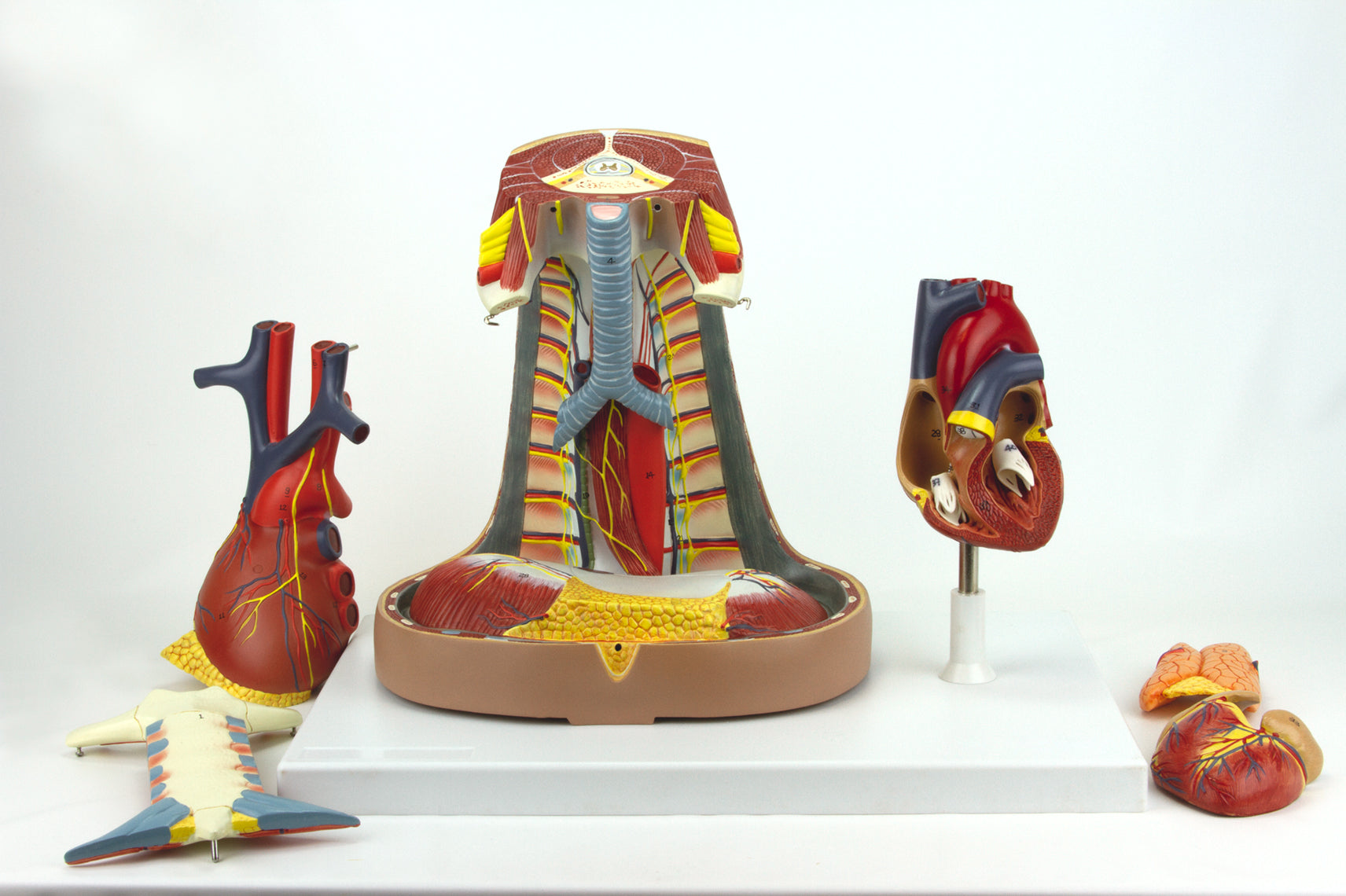 Heart Model with Esophagus and Trachea Model, 6-Parts [SKU: MG22273 ...