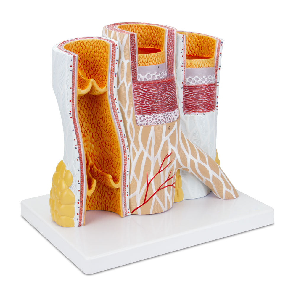 Micro-Anatomy of Artery & Veins Model, 20X Enlarged [SKU: MG23165 ...