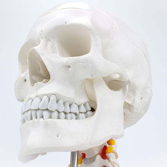 Classic Skull Mounted on Cervical Spine Model [SKU: MG7387] – Nasco ...