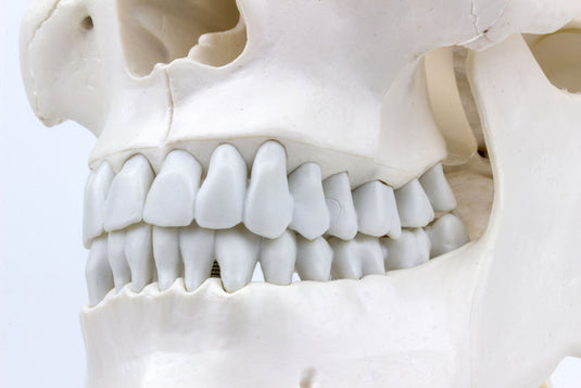 Classic Skull Mounted on Cervical Spine Model [SKU: MG7387] – Nasco ...