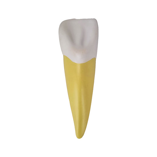 Lower Incisor Model, 2 Parts [SKU: MG23920] – Nasco Healthcare