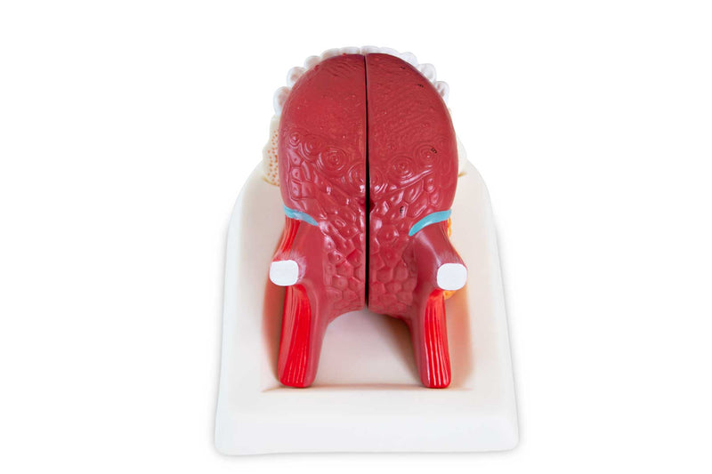 Tongue Model, 2.5X Enlarged, 3 Parts [SKU: MG29179] – Nasco Healthcare