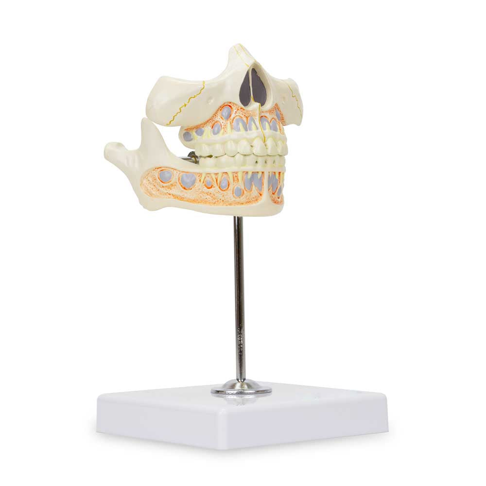 Baby Teeth Model [SKU: MG22595] – Nasco Healthcare
