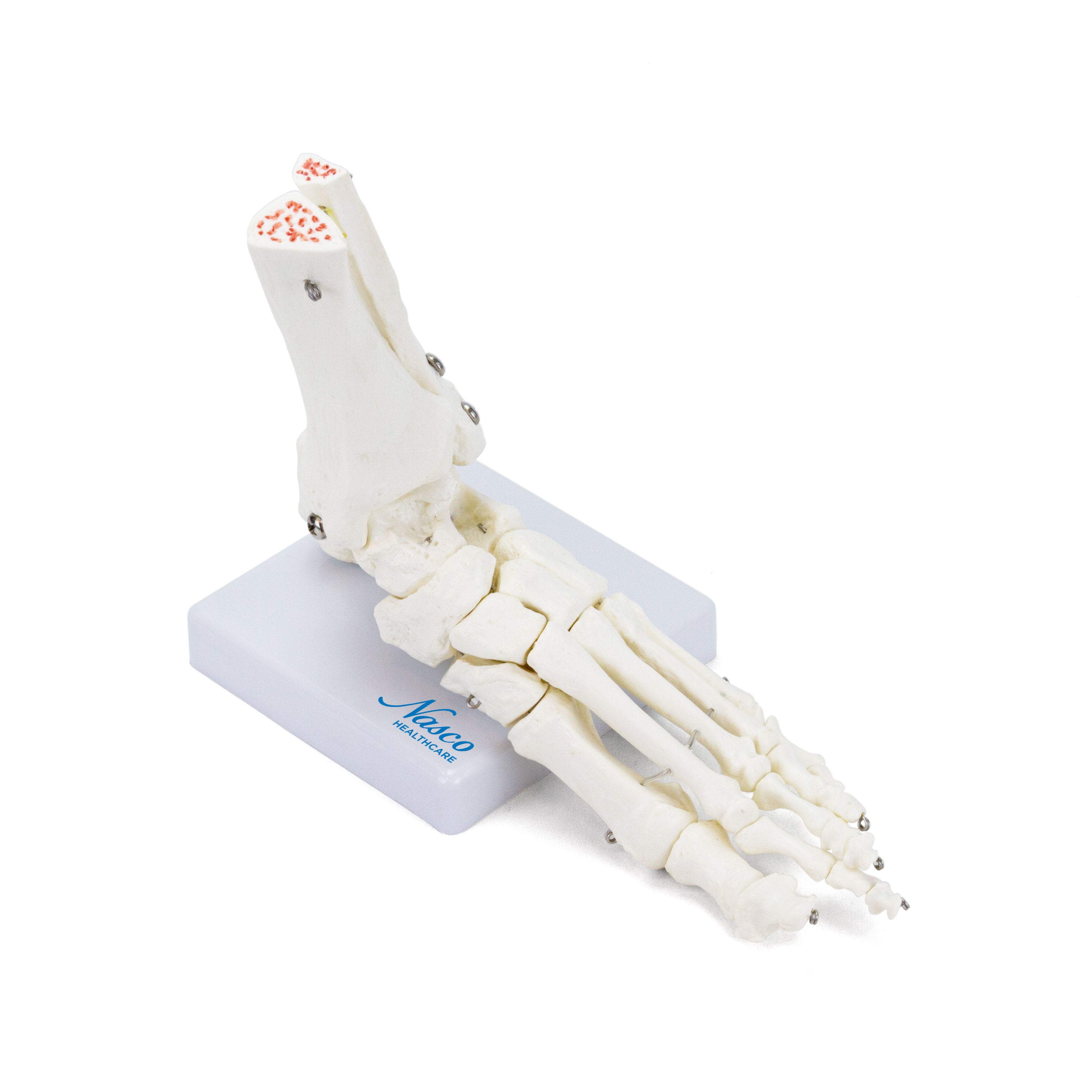 Skeletal Foot on Base [SKU: MG8515] – Nasco Healthcare
