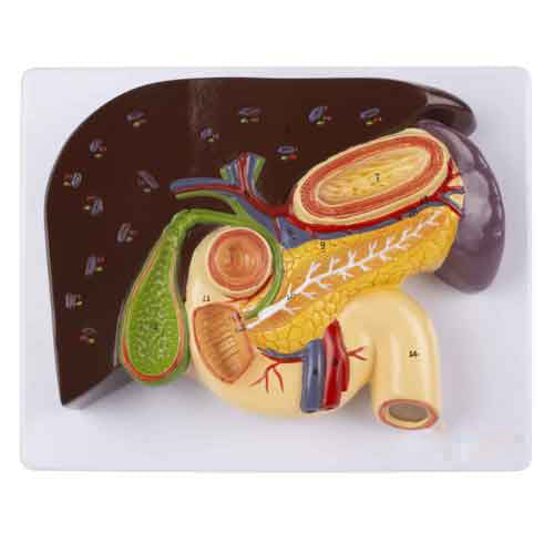 Liver with Gallbladder, Pancreas & Duodenum Model [SKU: MG23419 ...