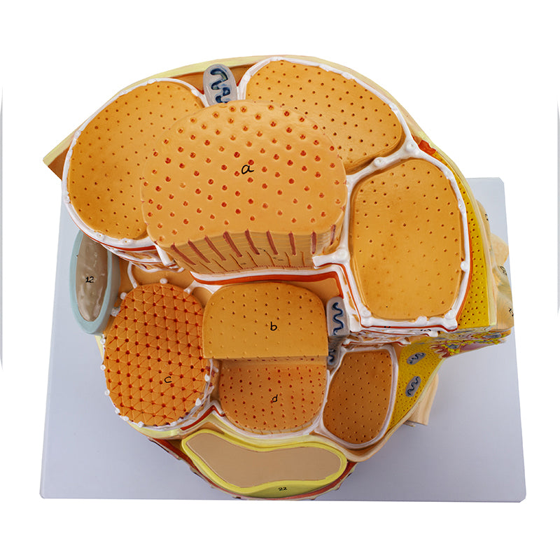 Muscle Fiber Model Labeled Cardiac Muscle Tissue: Function And Labeled