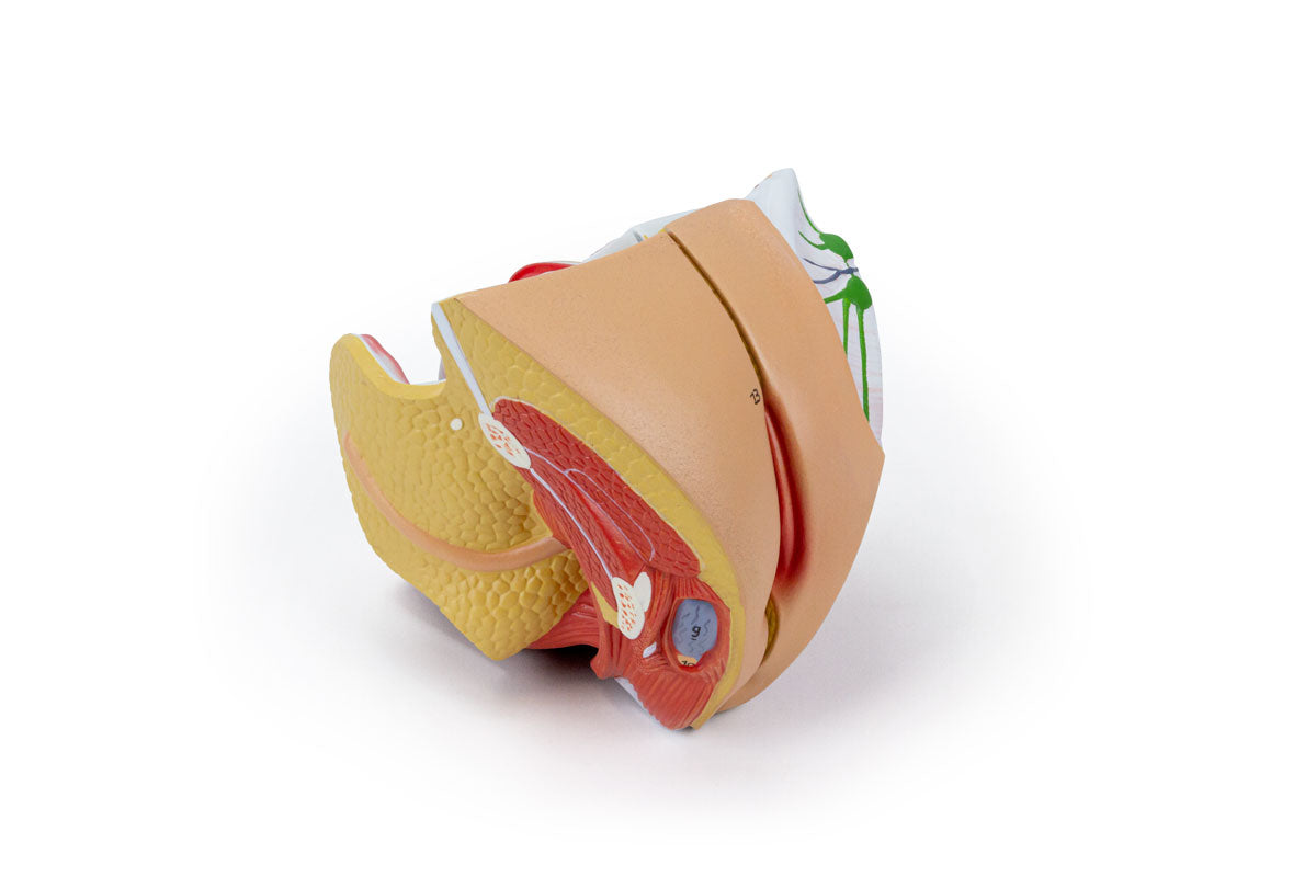 Female Genital Organ Model, 4 Parts [SKU: MG29948] – Nasco Healthcare
