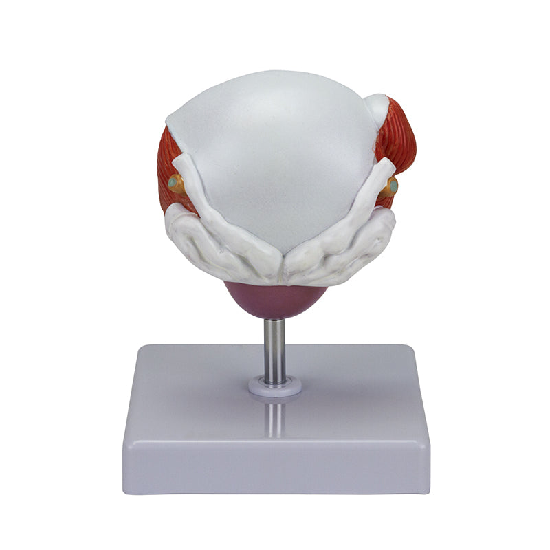 Bladder and Prostate Diseases Model [SKU: MG22730] – Nasco Healthcare