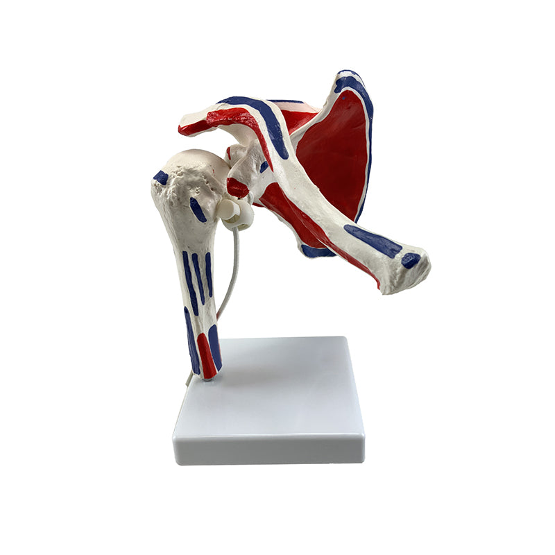 Shoulder with Muscle Insertion Model [SKU: MG36025] – Nasco Healthcare