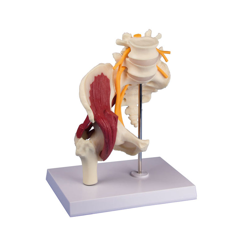 Model Pinggul dengan Otot dan Saraf Sciatica [SKU: MG35509] – Nasco ...