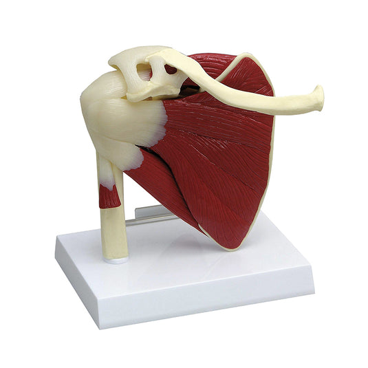 Shoulder with Articulating Rotator Cuff Model [SKU: MG29750] – Nasco ...