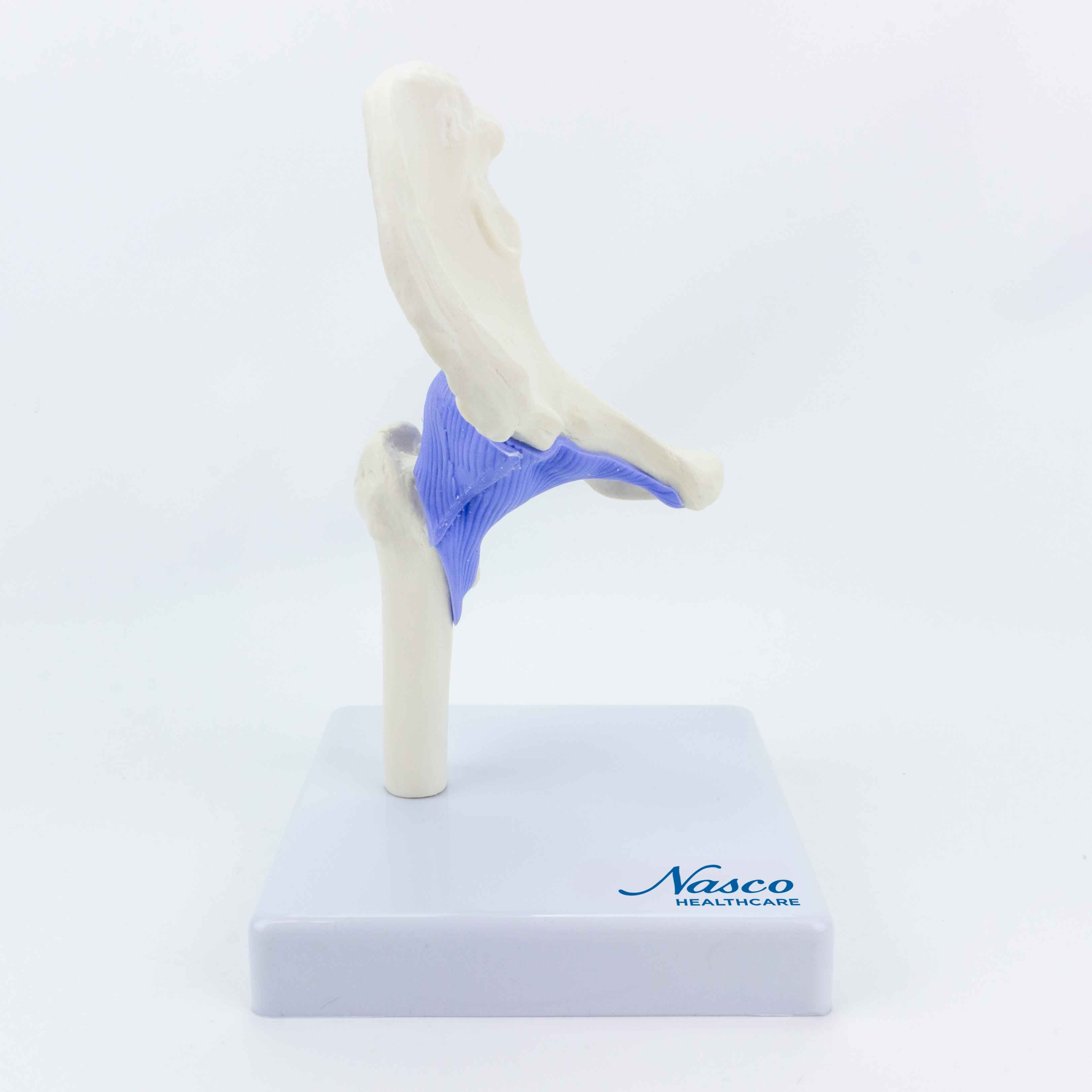 Mini Hip Joint Model, Half Size [SKU: MG34877] – Nasco Healthcare