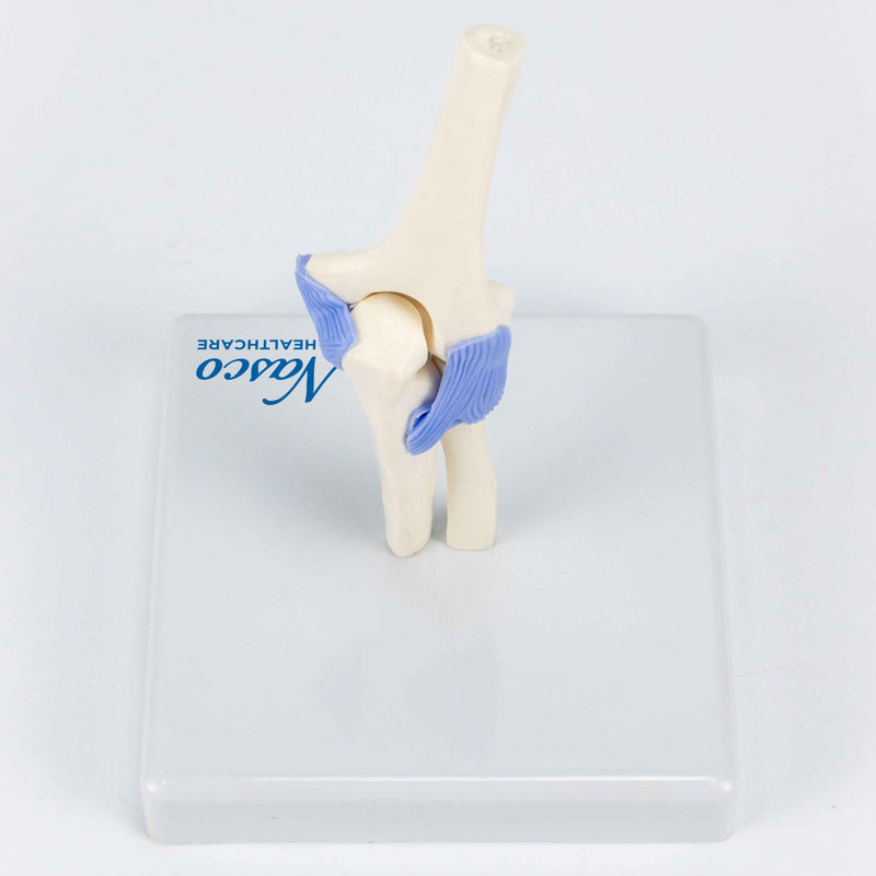 Mini Elbow Joint Model [SKU: MG13892] – Nasco Healthcare