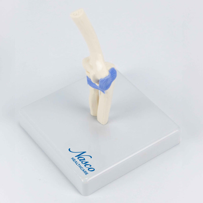 Mini Elbow Joint Model [SKU: MG13892] – Nasco Healthcare