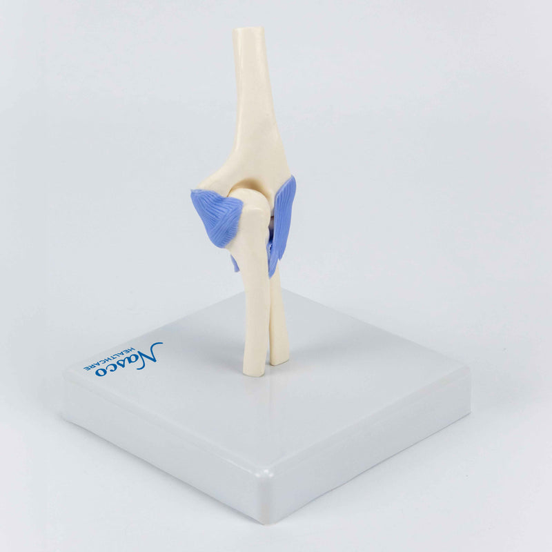 Modelo de Articulación de Codo Mini [SKU: MG13892] – Nasco Healthcare