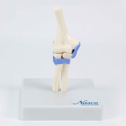 Mini Functional Joint Models, Set of 4 [SKU: MG22074] – Nasco Healthcare