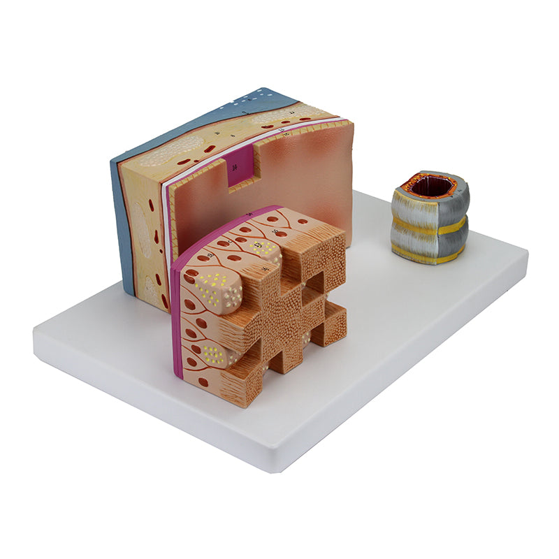 Trachea Section Models [SKU: MG31097] – Nasco Healthcare
