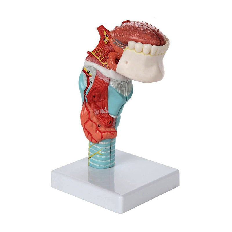 Larynx with Tongue & Teeth Model, 5 Parts [SKU: MG29773] – Nasco Healthcare