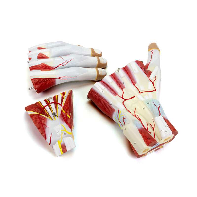 Hand Model, 2X Enlarged, 3 Parts [SKU: MG23166] – Nasco Healthcare