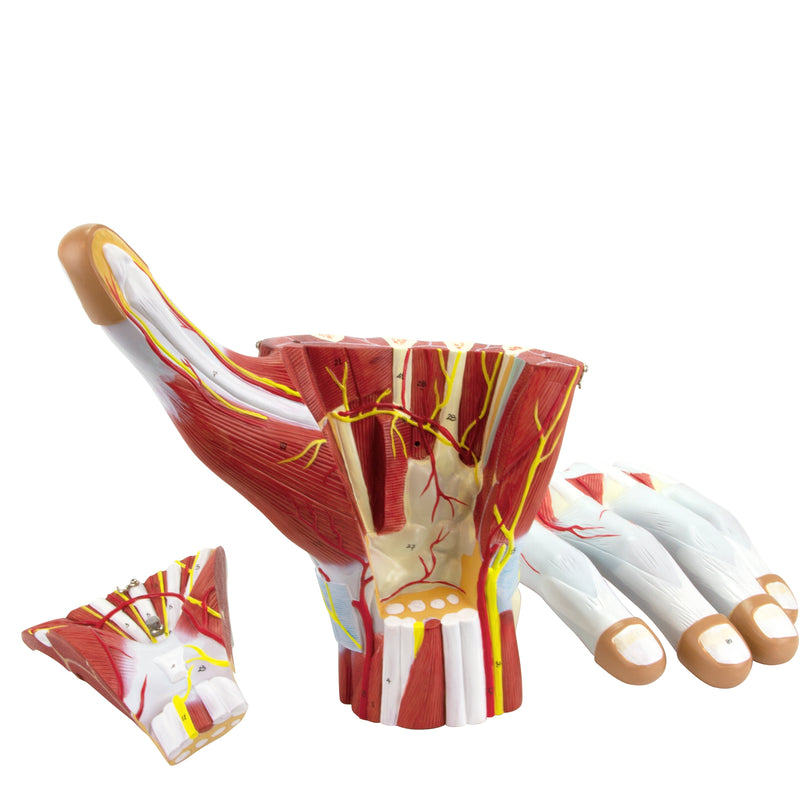Hand Model, 2X Enlarged, 3 Parts [SKU: MG23166] – Nasco Healthcare