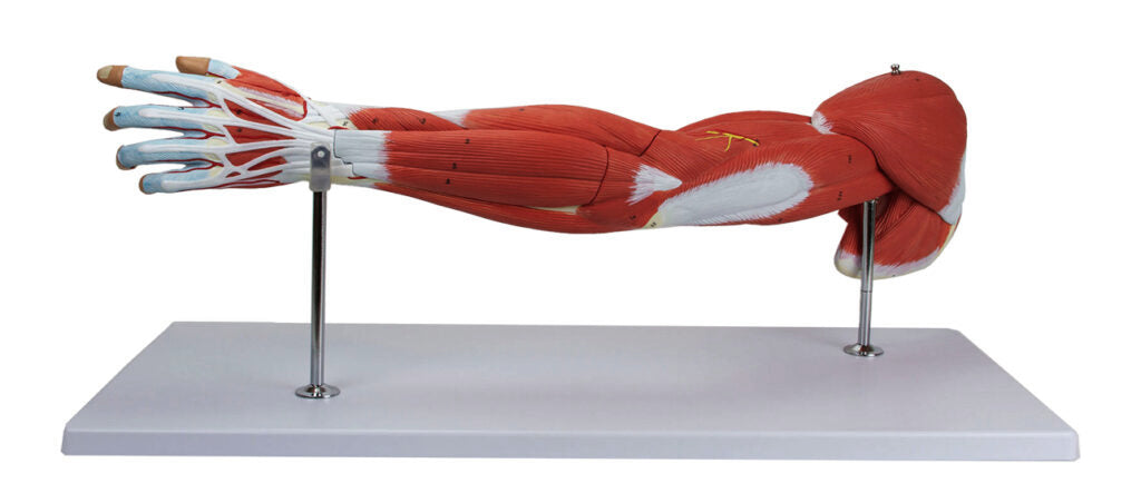 Deluxe Muscles of the Arm Model, 7-Parts [SKU: MG21152] – Nasco Healthcare