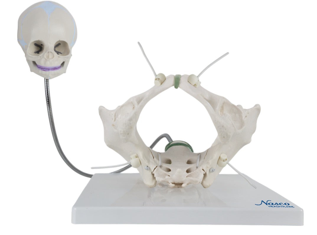 Childbirth Demonstration Pelvis Model – Nasco Healthcare