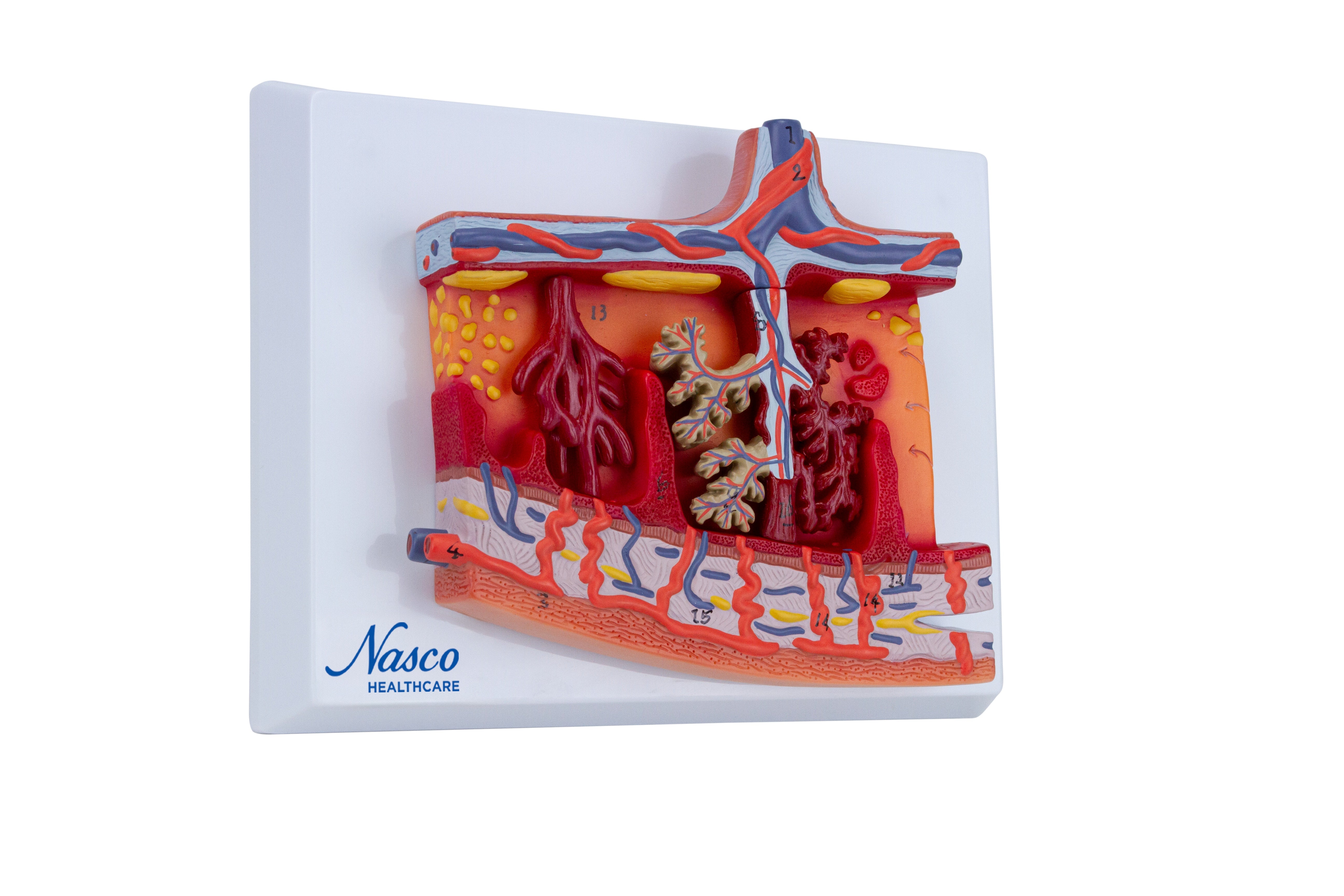 Placenta Cross-Section Model, 2X Enlarged – Nasco Healthcare