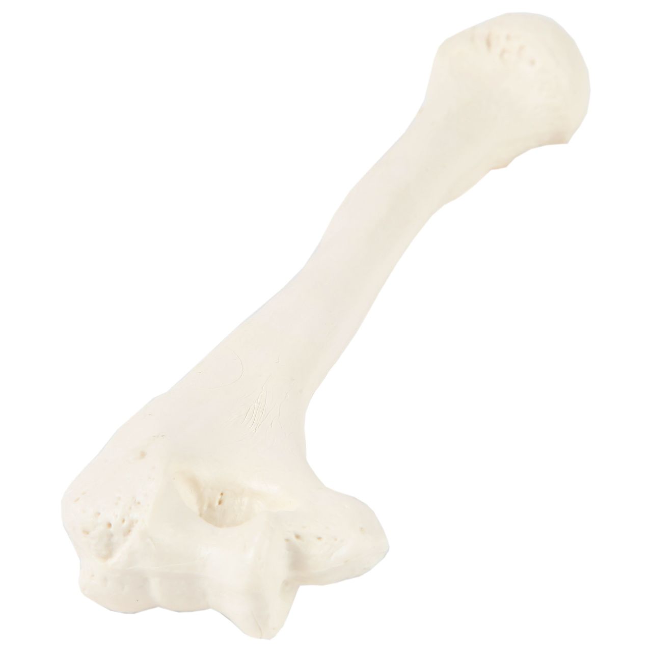 Humerus Model [SKU: MG19436] – Nasco Healthcare