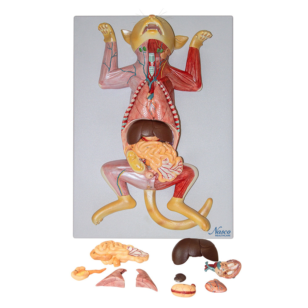 Feline Anatomy Model, 10-Parts – Nasco Healthcare