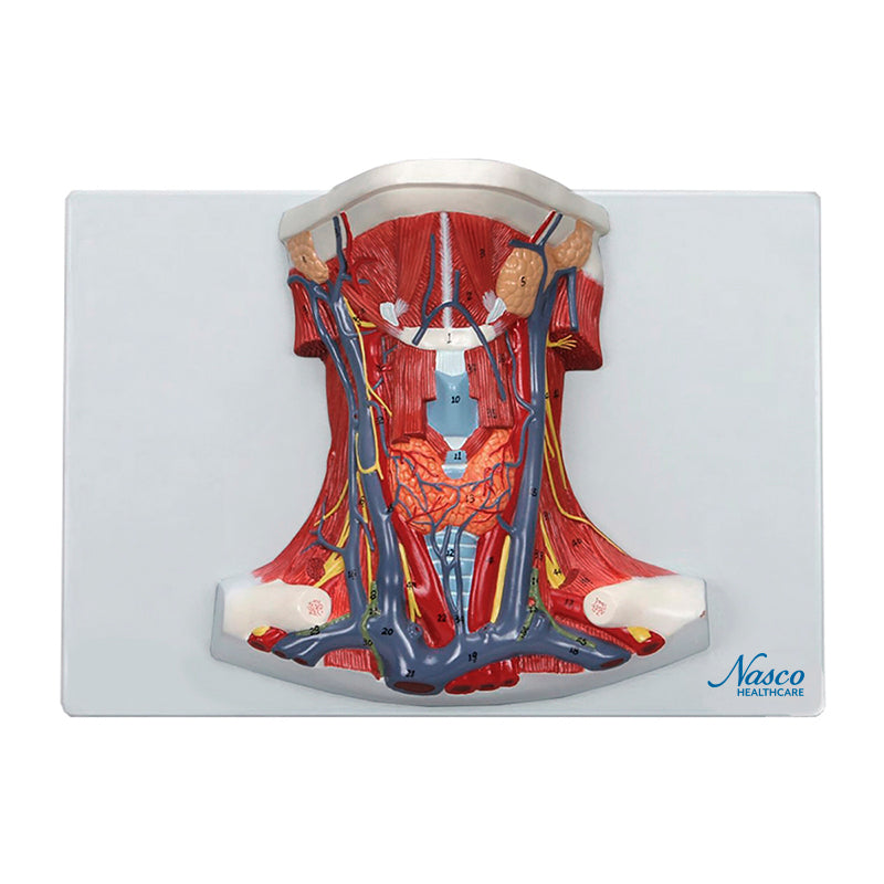 Neck and Throat Model with Muscles, Veins, and Arteries [SKU: MG20129 ...