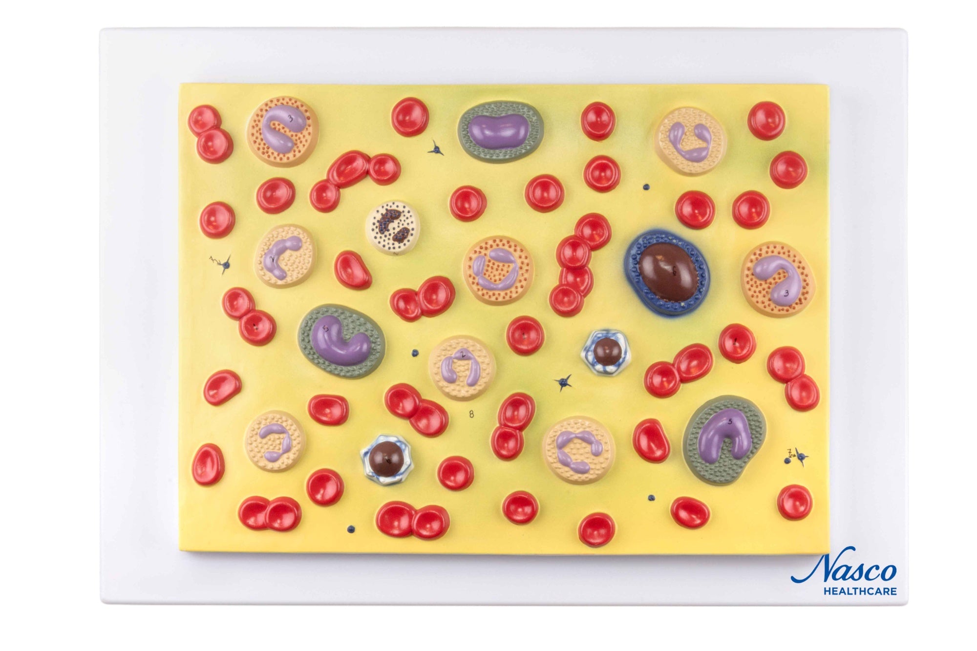 Blood Cell Model, 2,000X Enlarged [SKU: MG21702] – Nasco Healthcare