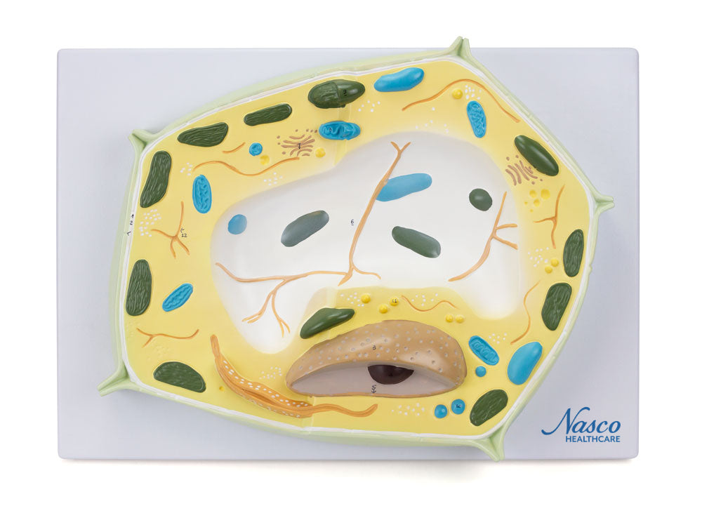 Plant Cell Model, 20,000X Enlarged – Nasco Healthcare