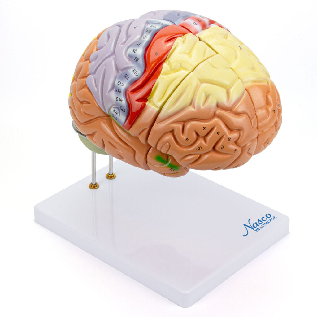 Neuro Brain Model, 1.5X Enlarged, 4 Parts – Nasco Healthcare