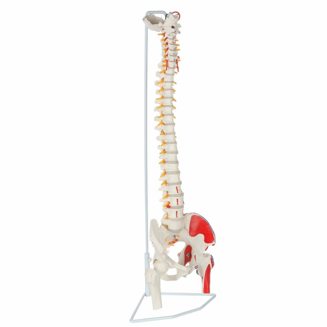 Luxury Flexible Spinal Column Model Painted with Femur Head [SKU: MG21 ...