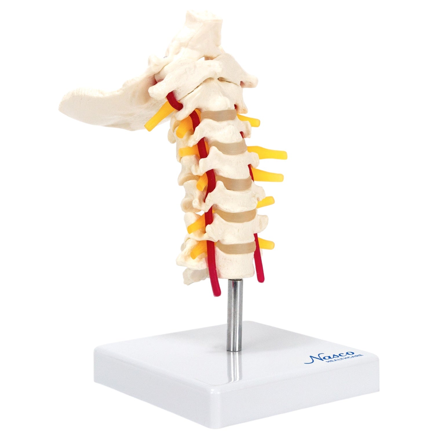 Cervical Spine Model [SKU: MG21886] – Nasco Healthcare