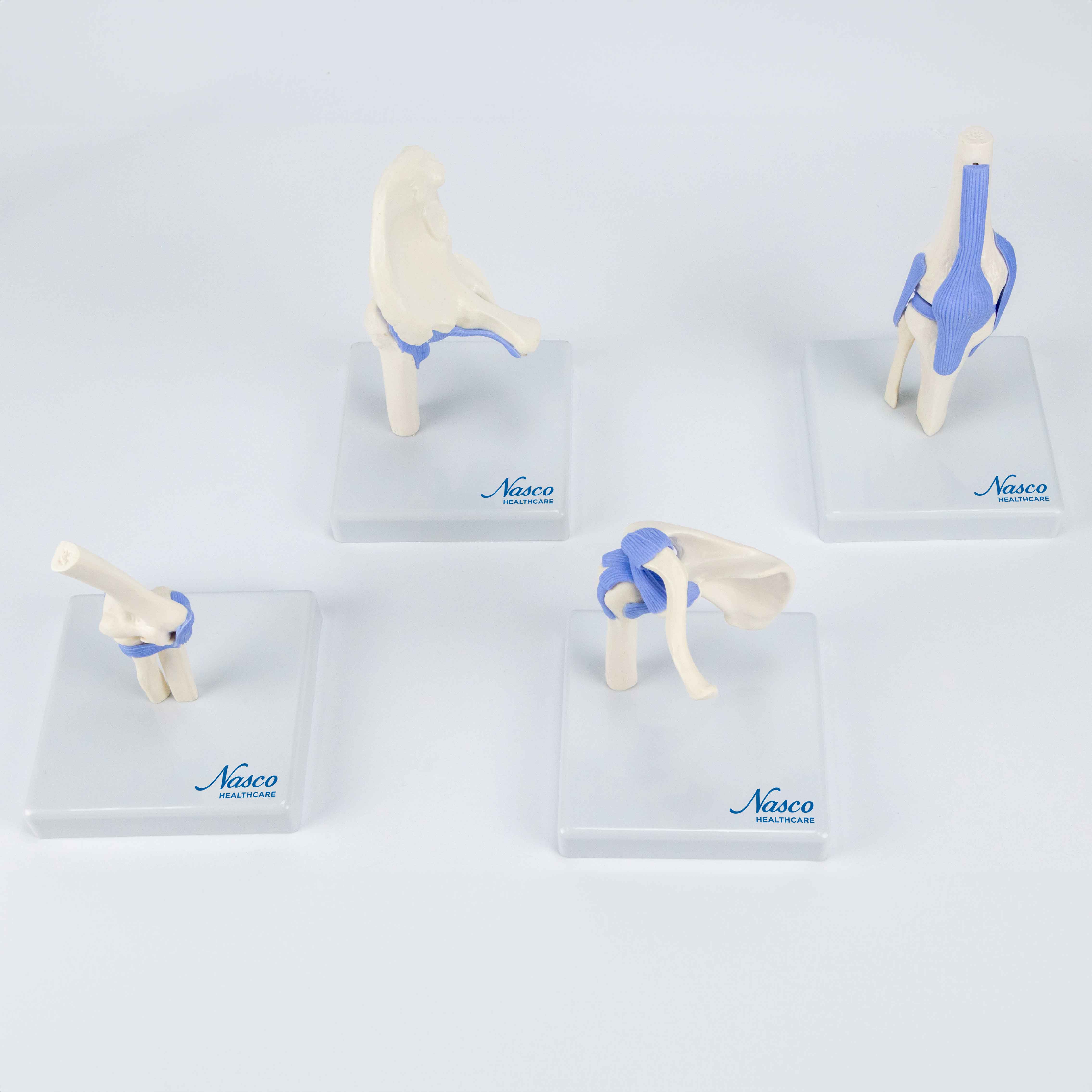 Mini Functional Joint Models, Set of 4 [SKU: MG22074] – Nasco Healthcare