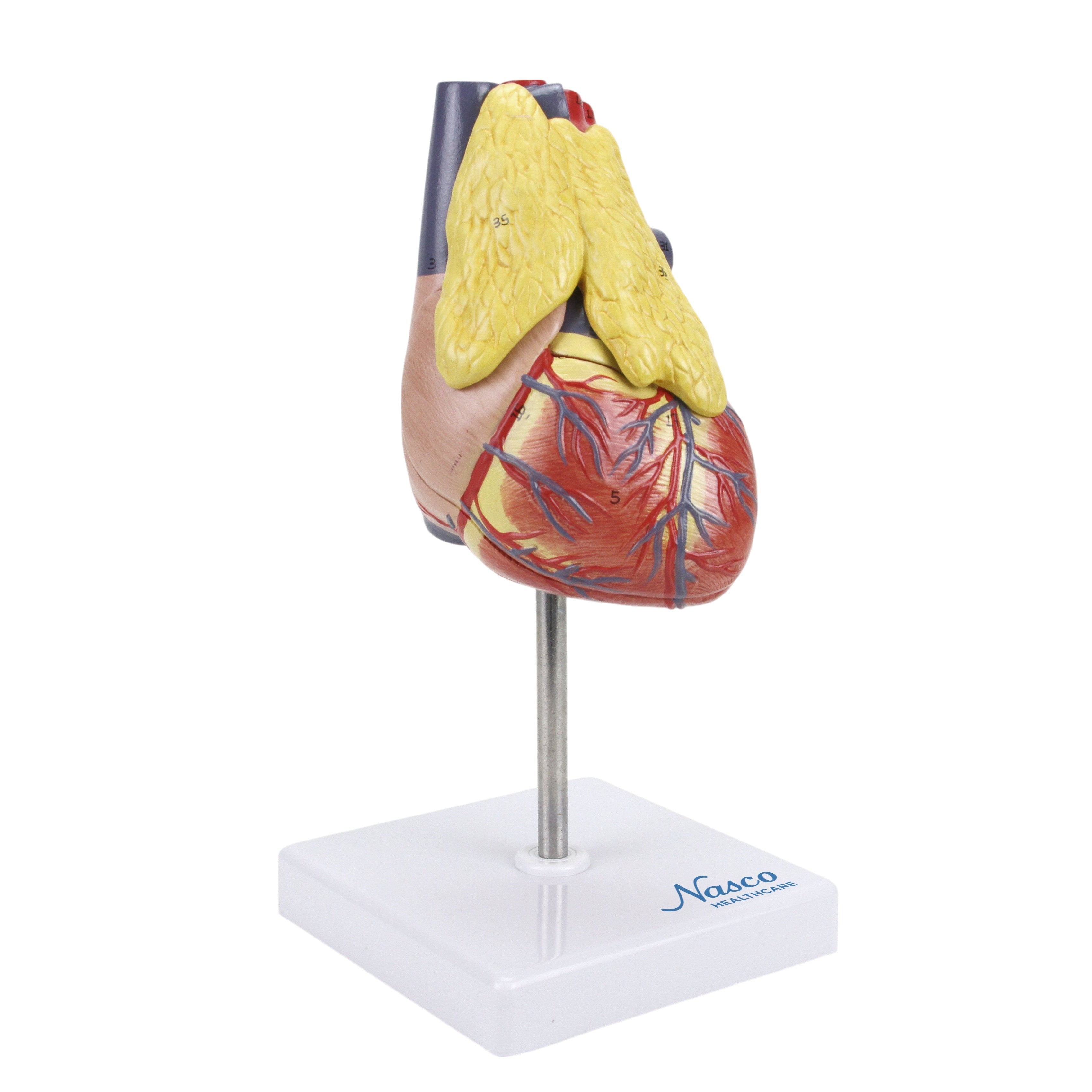 Classic Heart Model with Thymus – Nasco Healthcare